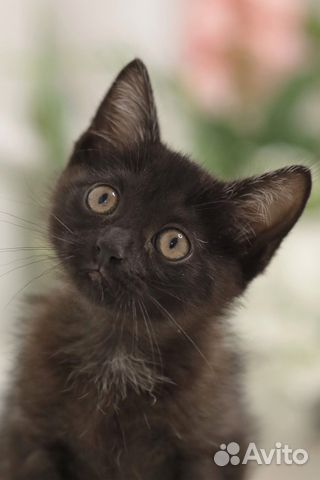 Очаровашка Сью, 2 мес