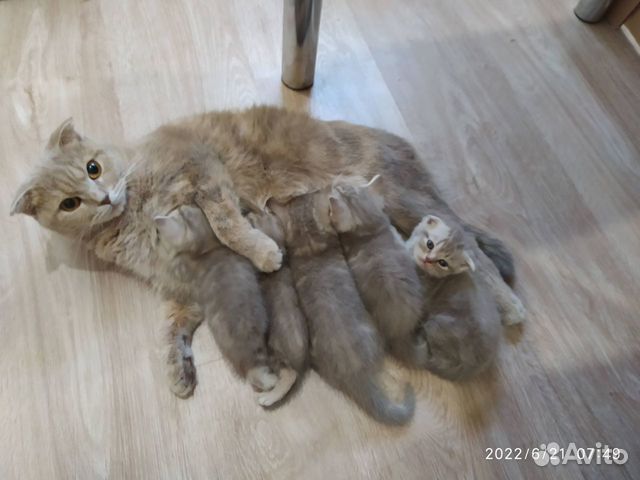 Шотландские котята