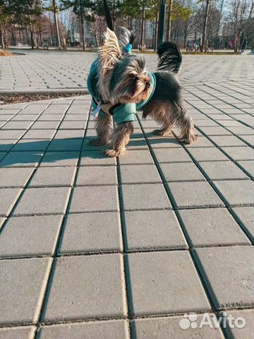 Йоркширский терьер мини вязка