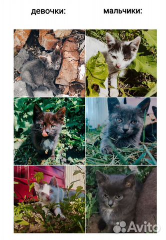 Отдают котят в добрые руки, 10