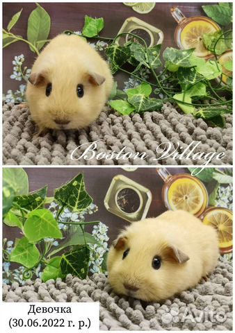 Морские свинки девочки