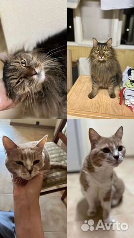 Нужен дом котикам Их хотят усыпить
