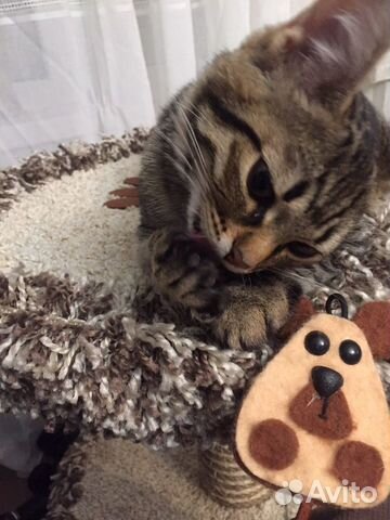 Кошка