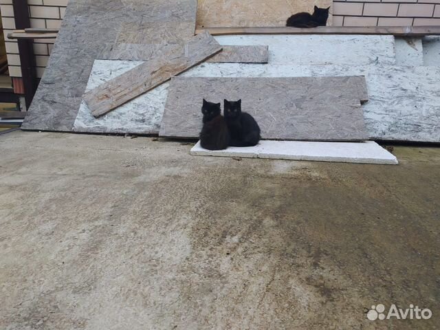 Котики бесплатно в добрые руки