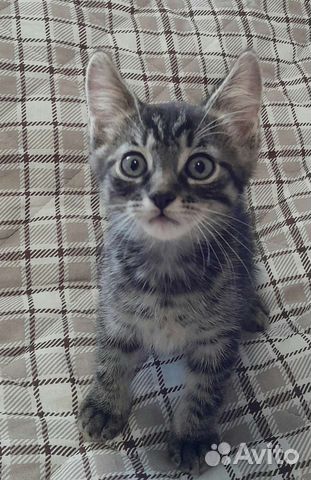 Котенок 1 месяц