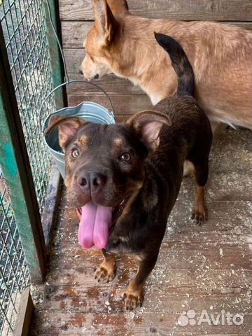 Метис питбуля Бэха в дар