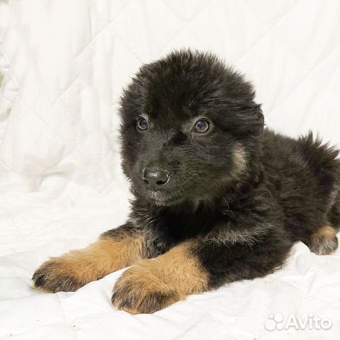 Щенок из приюта в дар