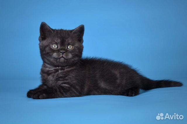 Надо взять эту кошечку-пять доводов)