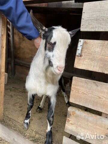 Козел альпийский