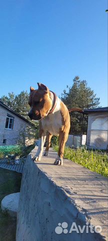 Вязка амстаф