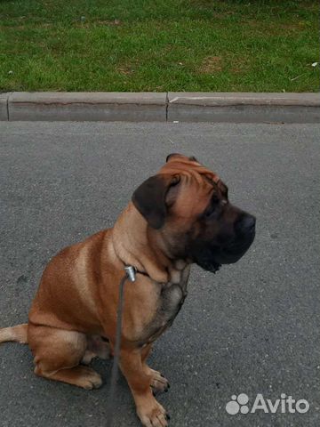 Кане Корсо бесплатно в добрые руки