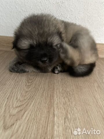 Кеесхонд вольфшпиц