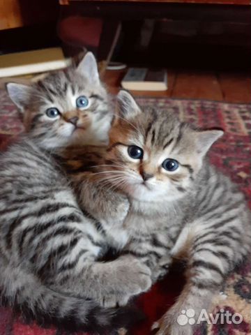 Британские котята