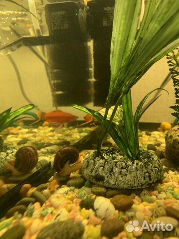 Улитки ампулярии