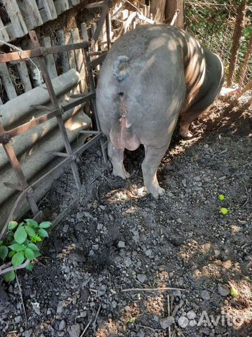 Хряк на племя