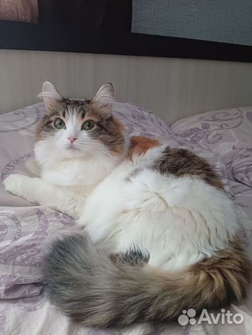 Взрослая кошка