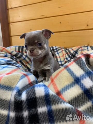 Лиловое чудо курносое