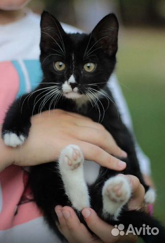 Котенок в добрые руки