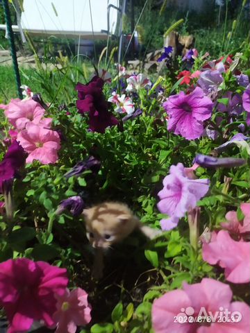 Отдам котёнка в хорошие руки бесплатно