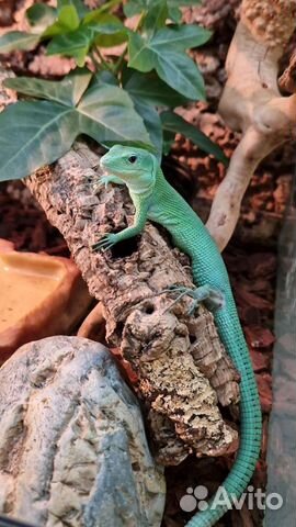 Гастрофолисы (пара)