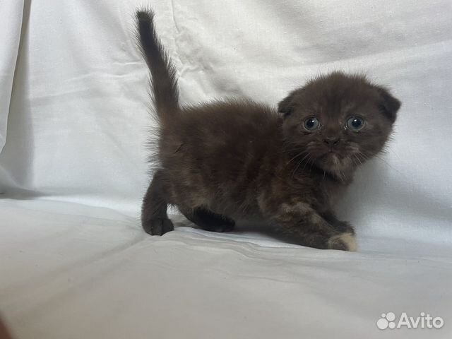 Шоколадная шотландочка