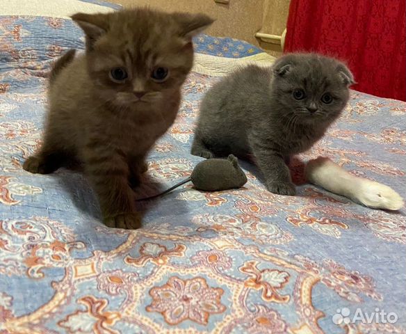 Шотландские котята