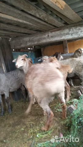 Овцы, бараны на Курбан Айт