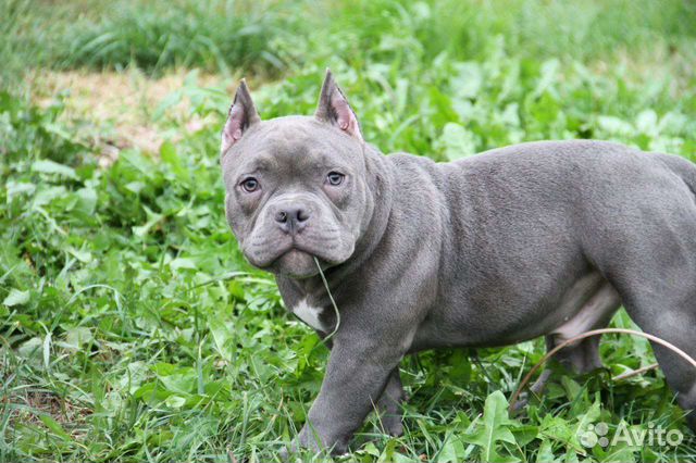 Мальчик Американский булли Микро Покет