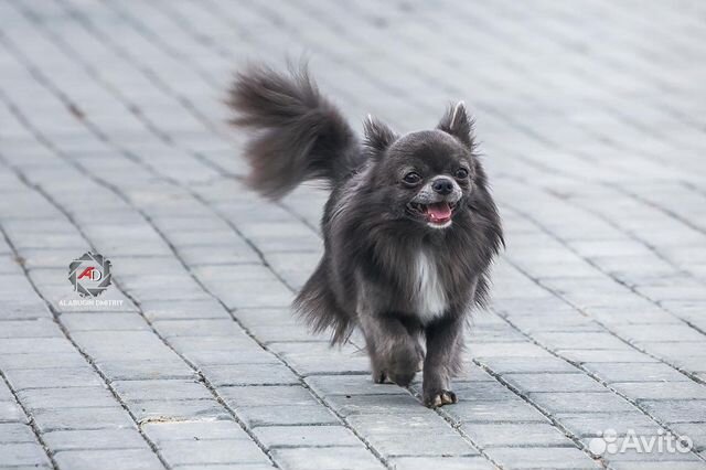 Вязка, Голубого окраск мальчик чихуахуа