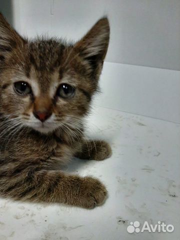 Котенок-мальчик,2 мес,ищет дом