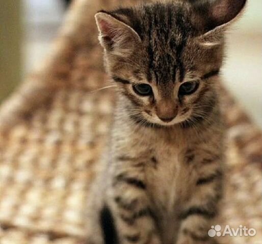Котенок в добрые руки
