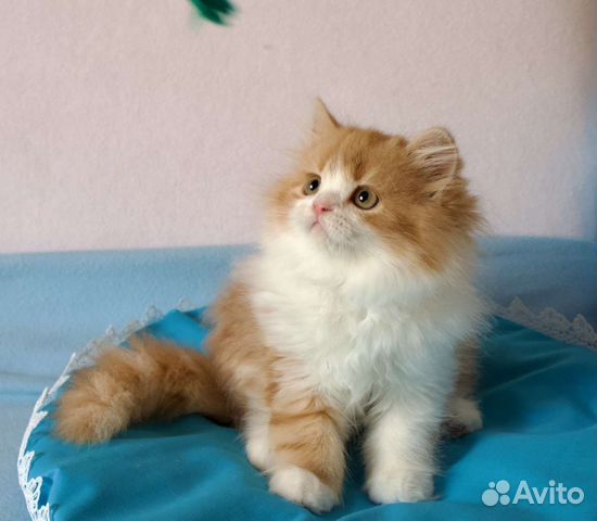 Милашечка хайленд страйт