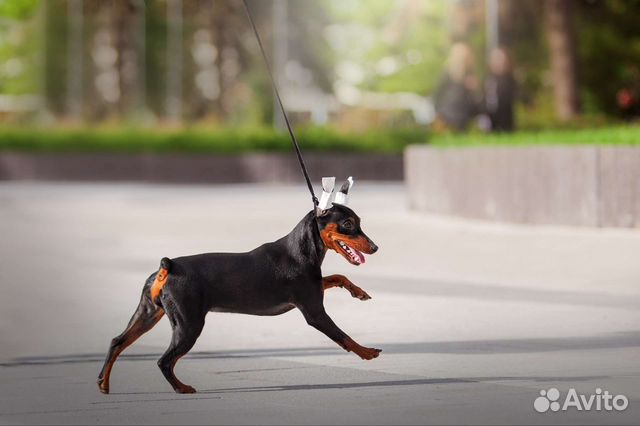 Щенки цвергпинчера