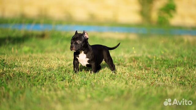 Американский Булли, черный мальчик 2 месяца