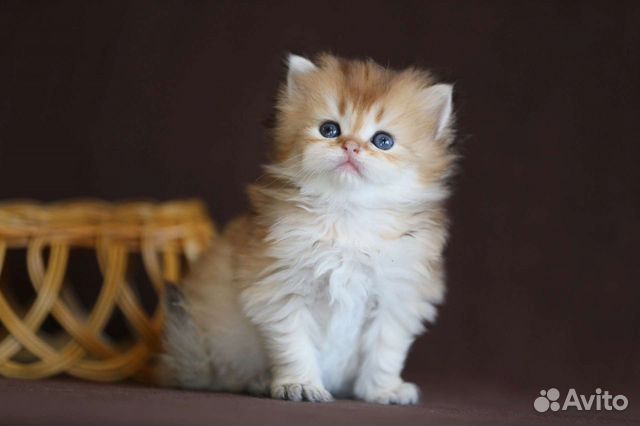 Британская длинношерстная золотая шиншилла