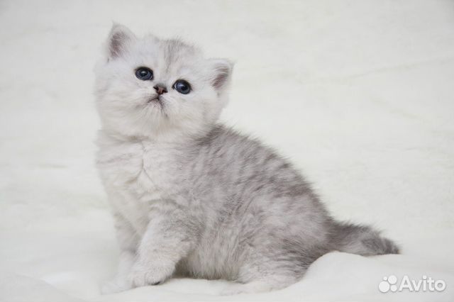 Британская серебристая кошечка