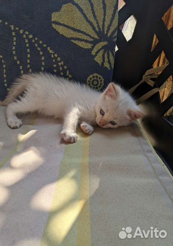 Котята