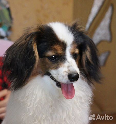 Щенок фалена