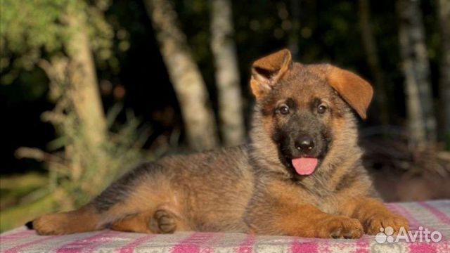 Немецкая овчарка зонарного окраса