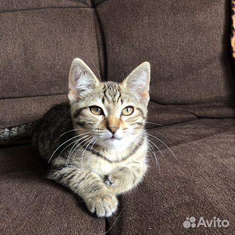 Котенок (подросток) девочка