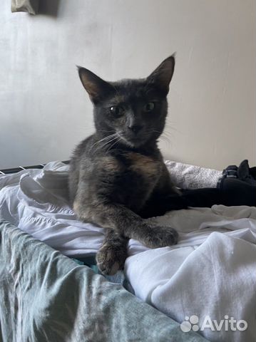 Кошечка Звездочка