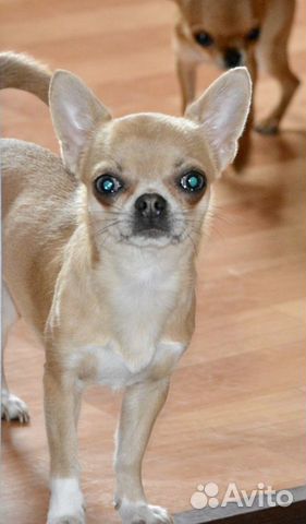 Чихуахуа mini и micro
