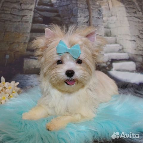 Цветной йорк белый мальчик