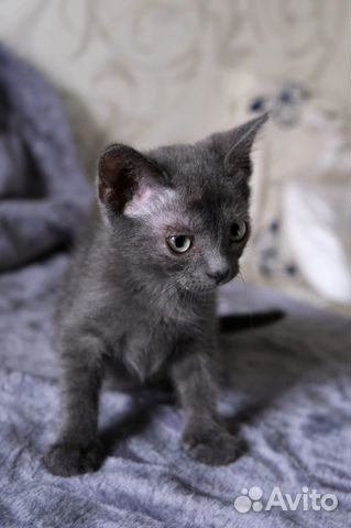 Малышка Амина в добрые руки