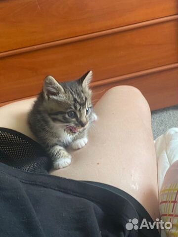 Котята бенгалы