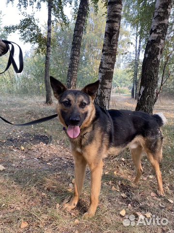 Маленький пес из приюта ищет дом