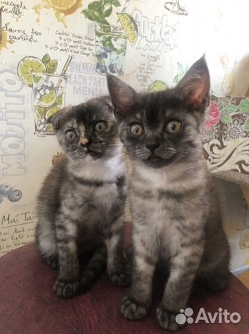 Британская кошечка