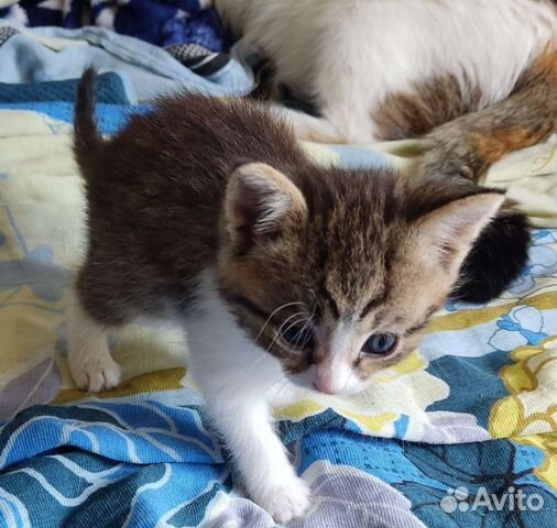 Прелестный котёнок - малышка в заботливые руки