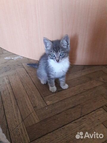 Котенок в добрые руки