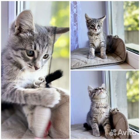 Котёнок, серого окраса, малышка в добрые руки